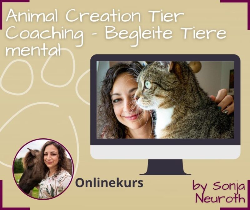 Ausbildung in Tierkommunikation & Tierenergetik → Seelenfreunde ...